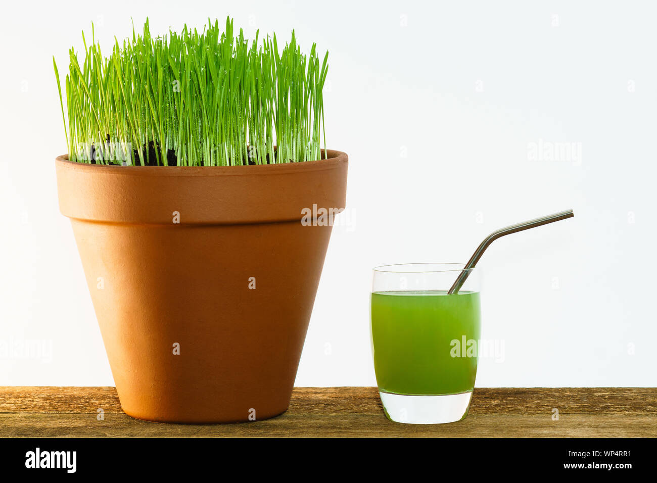 Fresh young wheatgrass growing in a terracotta pot isolated against a ...