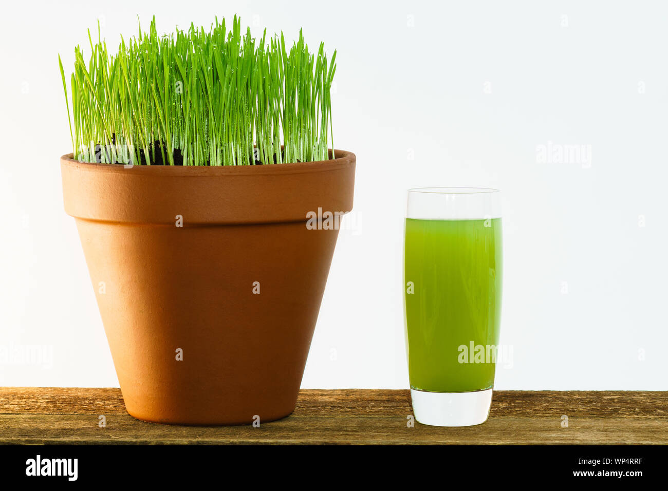 Fresh young wheatgrass growing in a terracotta pot isolated against a ...