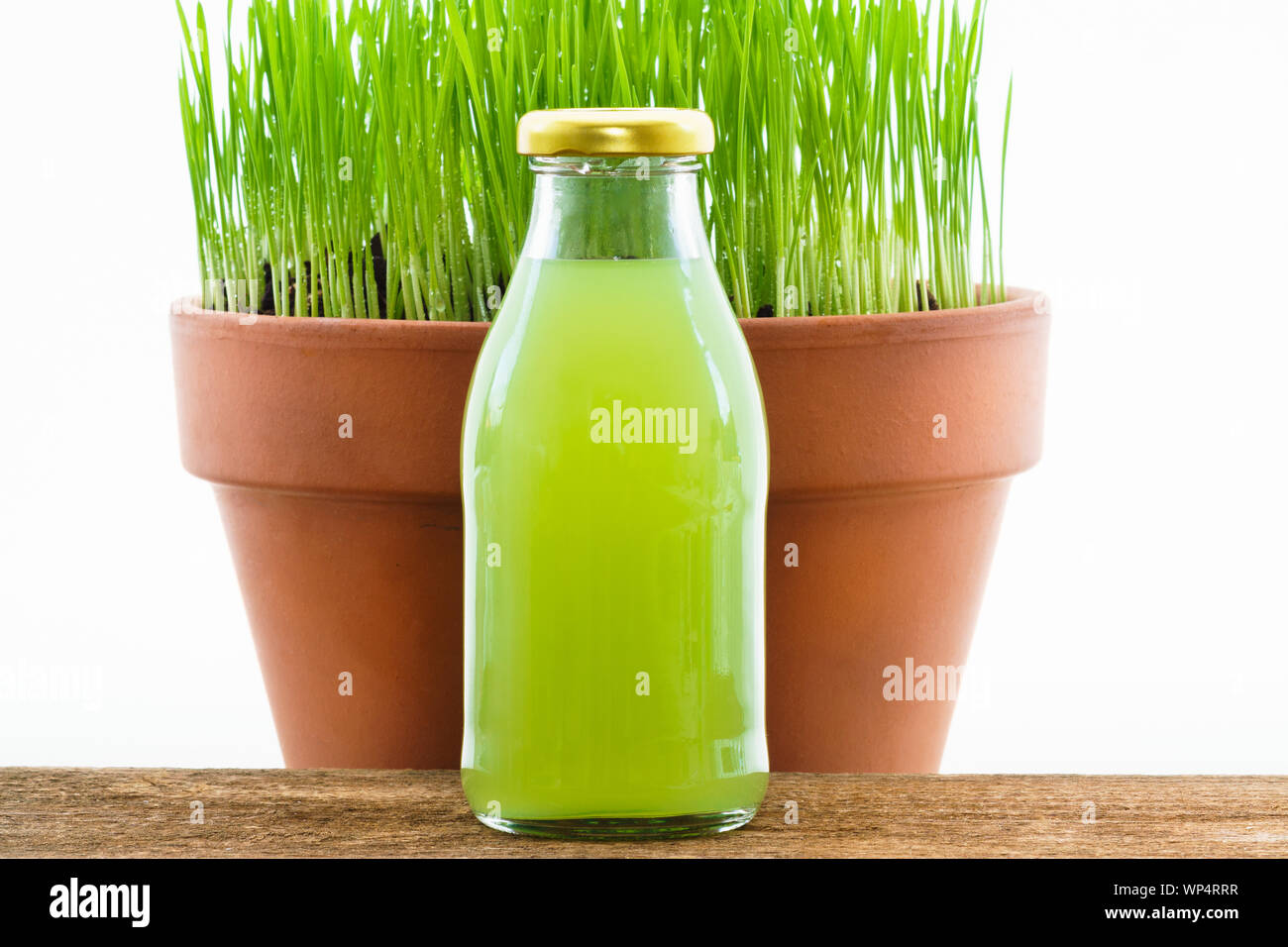 Fresh young wheatgrass growing in a terracotta pot isolated against a ...