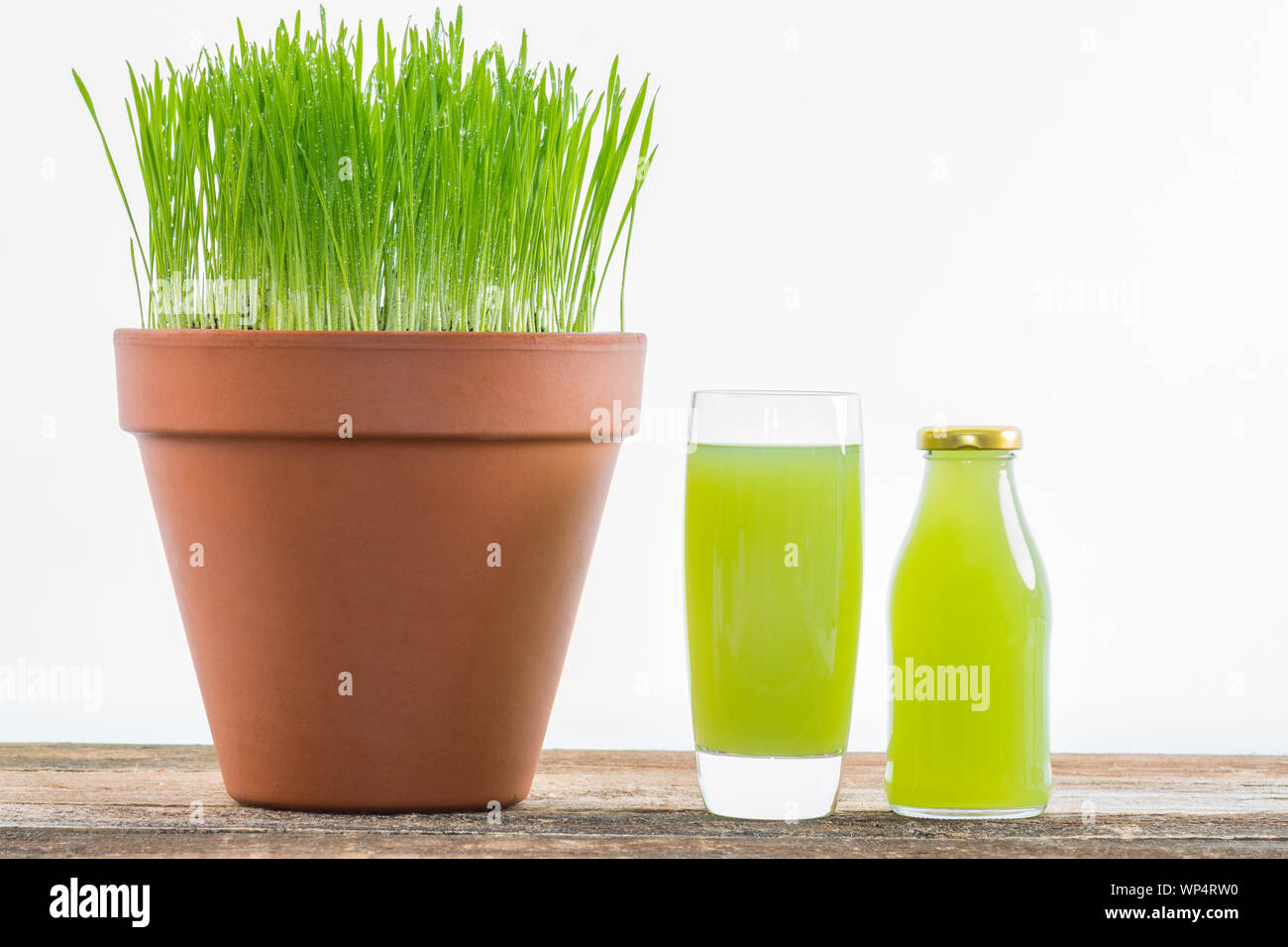 Fresh young wheatgrass growing in a terracotta pot isolated against a ...