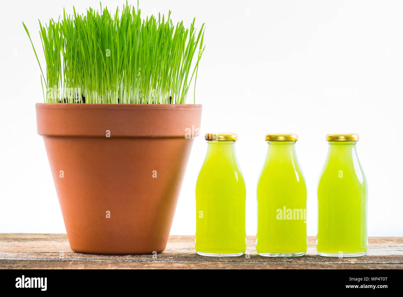 Fresh young wheatgrass growing in a terracotta pot isolated against a ...