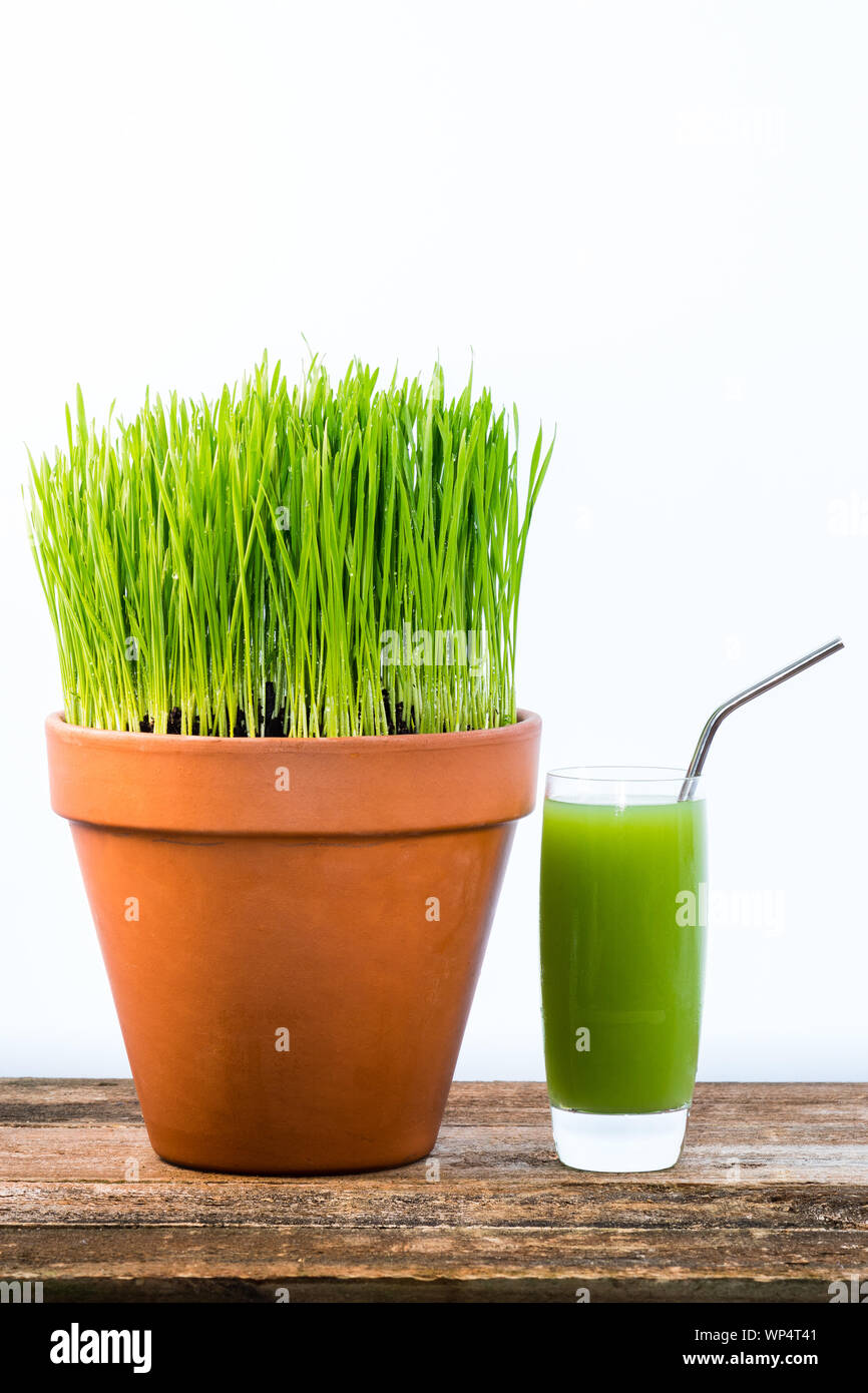 Fresh young wheatgrass growing in a terracotta pot isolated against a ...