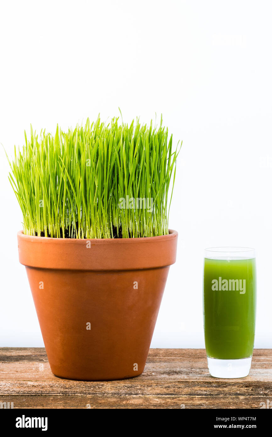 Fresh young wheatgrass growing in a terracotta pot isolated against a ...