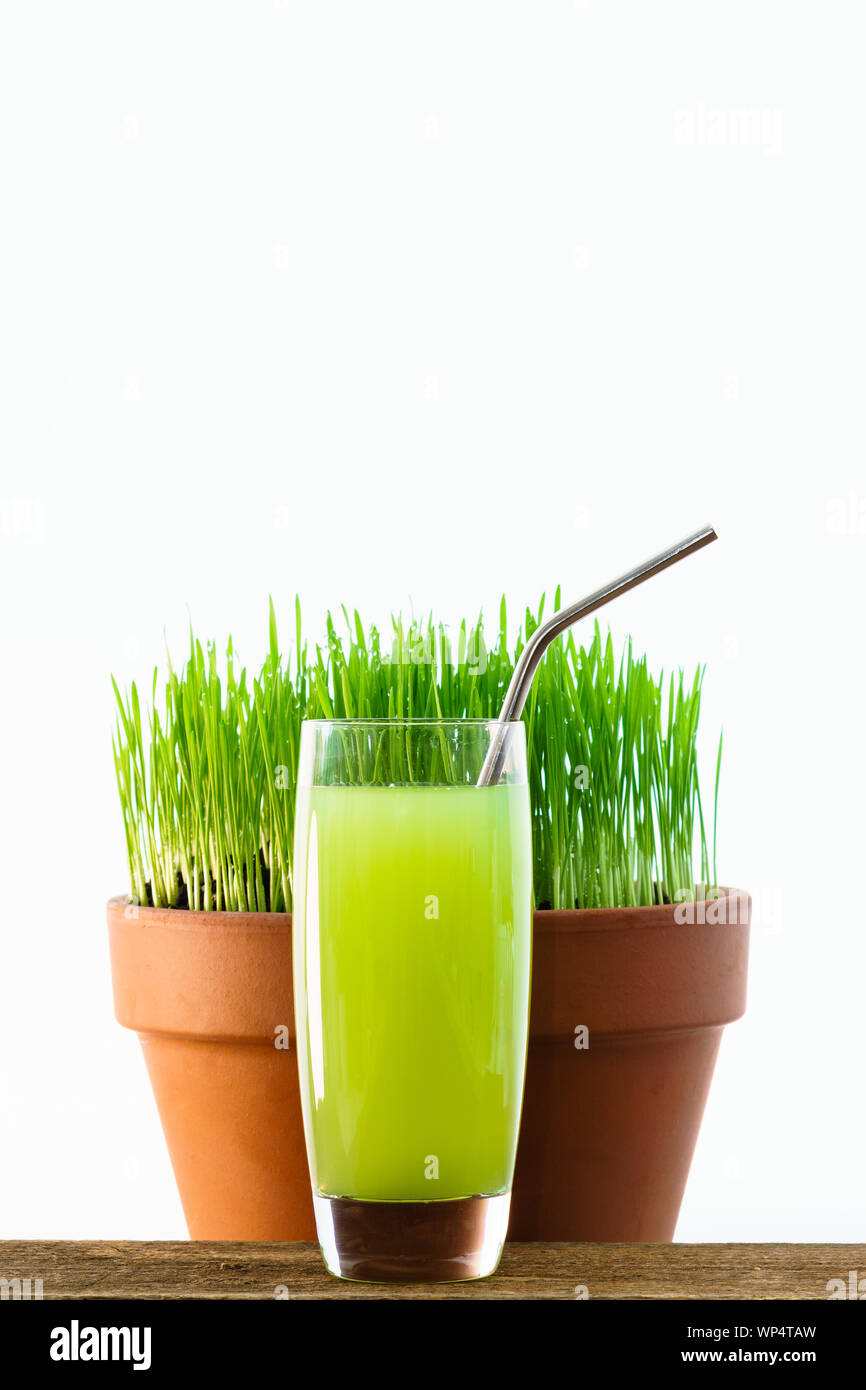 Fresh young wheatgrass growing in a terracotta pot isolated against a ...