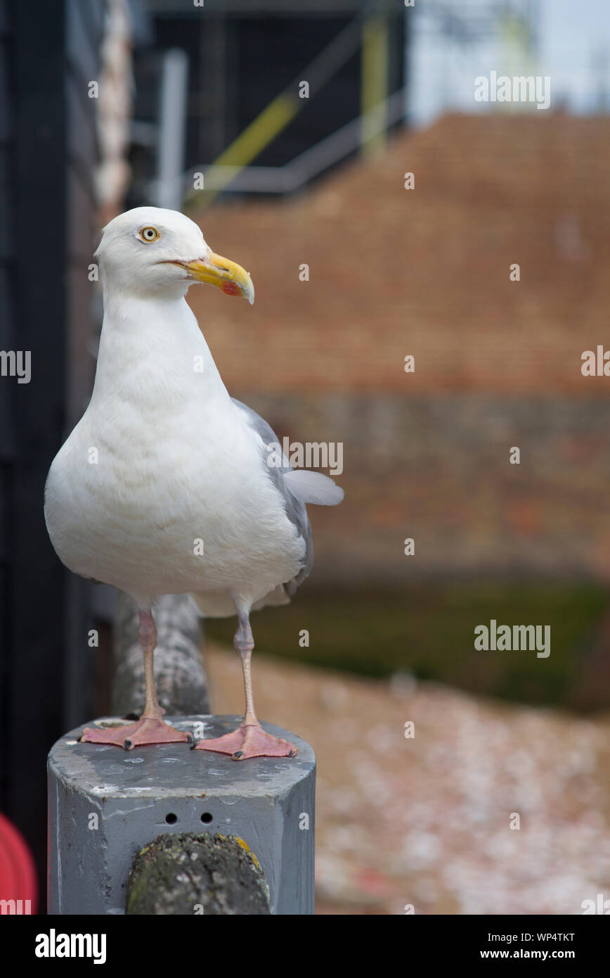 Seagull on a post by the harbour Stock Photo - Alamy