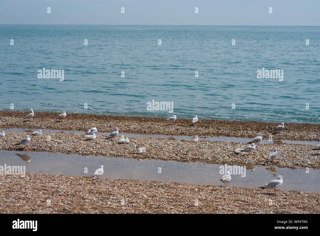 Seagulls on Sandgate beach Kent Stock Photo - Alamy