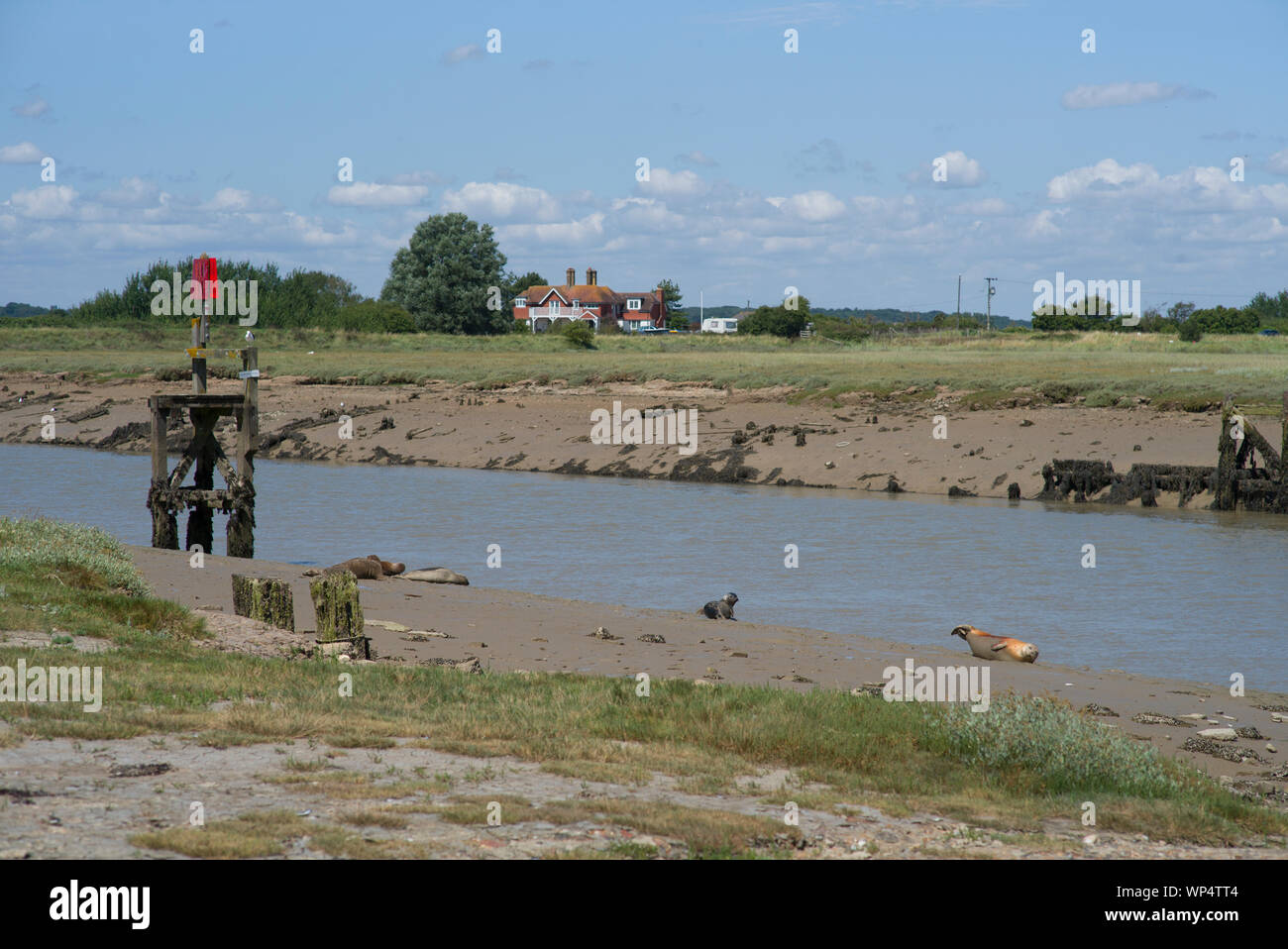 Harbour seals basking in hi-res stock photography and images - Alamy
