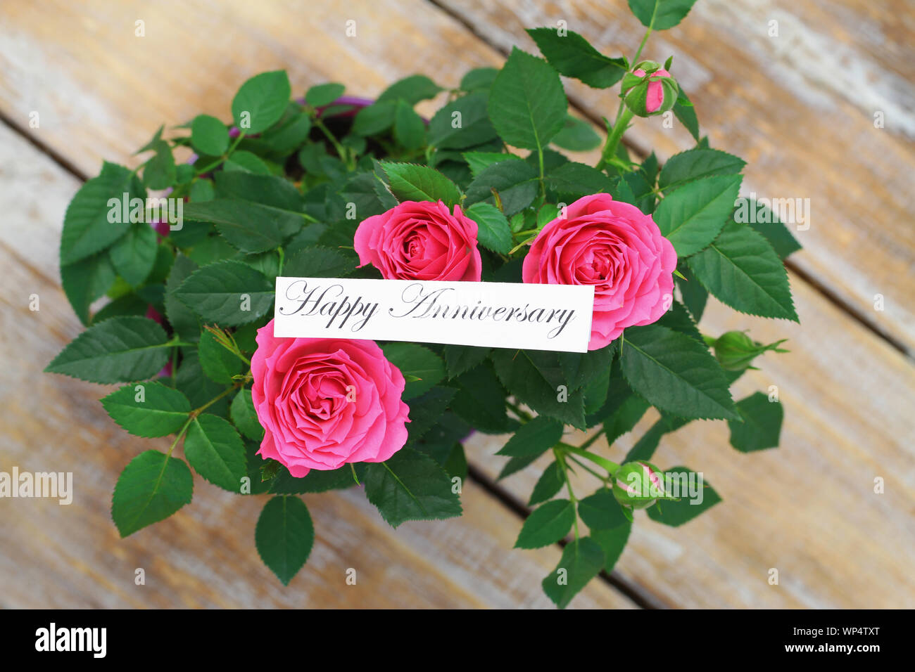 Happy Anniversary card with pink wild roses on wooden surface Stock ...