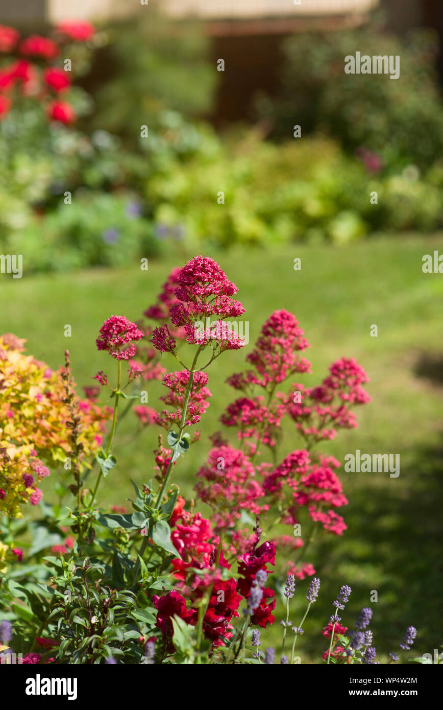 Centranthus ruber hi-res stock photography and images - Alamy