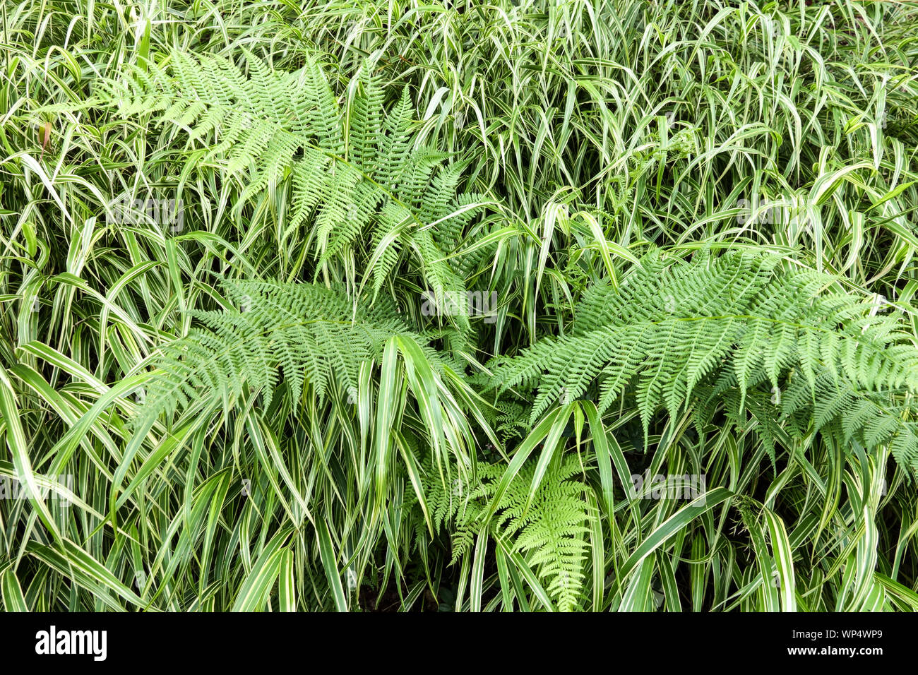 August in forest fern hi-res stock photography and images - Alamy