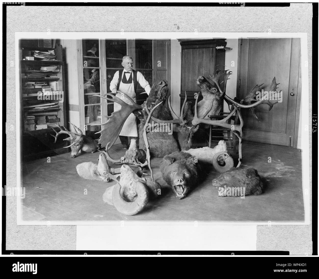 Joseph W. Schollick, osteologist at the National Museum, with animal ...