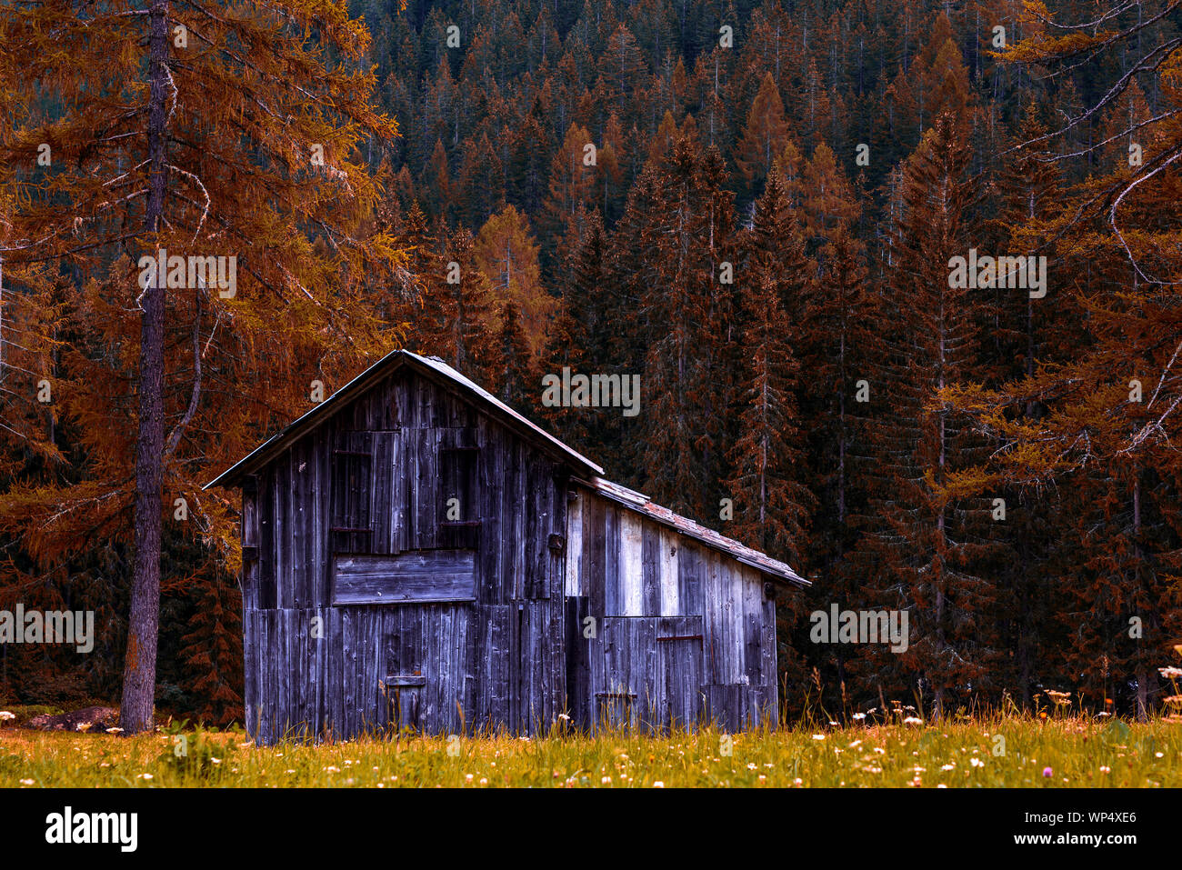 old hut in the forest, South Tyrol Stock Photo - Alamy