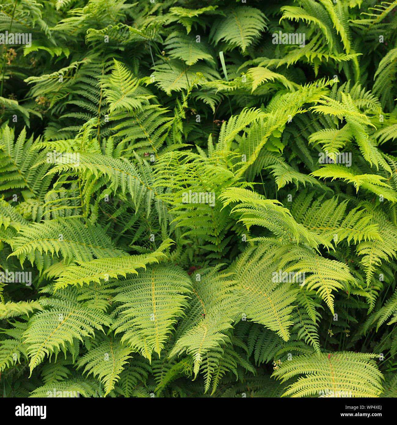 Feathery fronds hi-res stock photography and images - Alamy