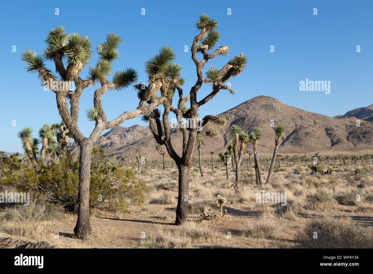 Joshua Tree National Park is located in southeastern California Stock ...