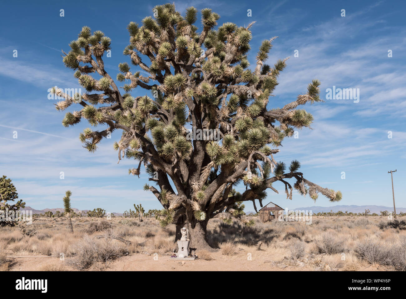 Joshua Trees dot the desert in the Mojave National Preserve in ...