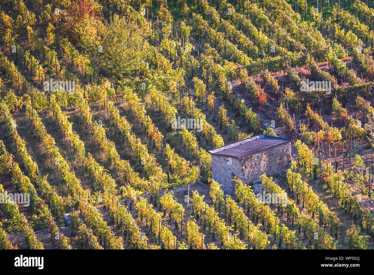 Vineyard texture hi-res stock photography and images - Alamy