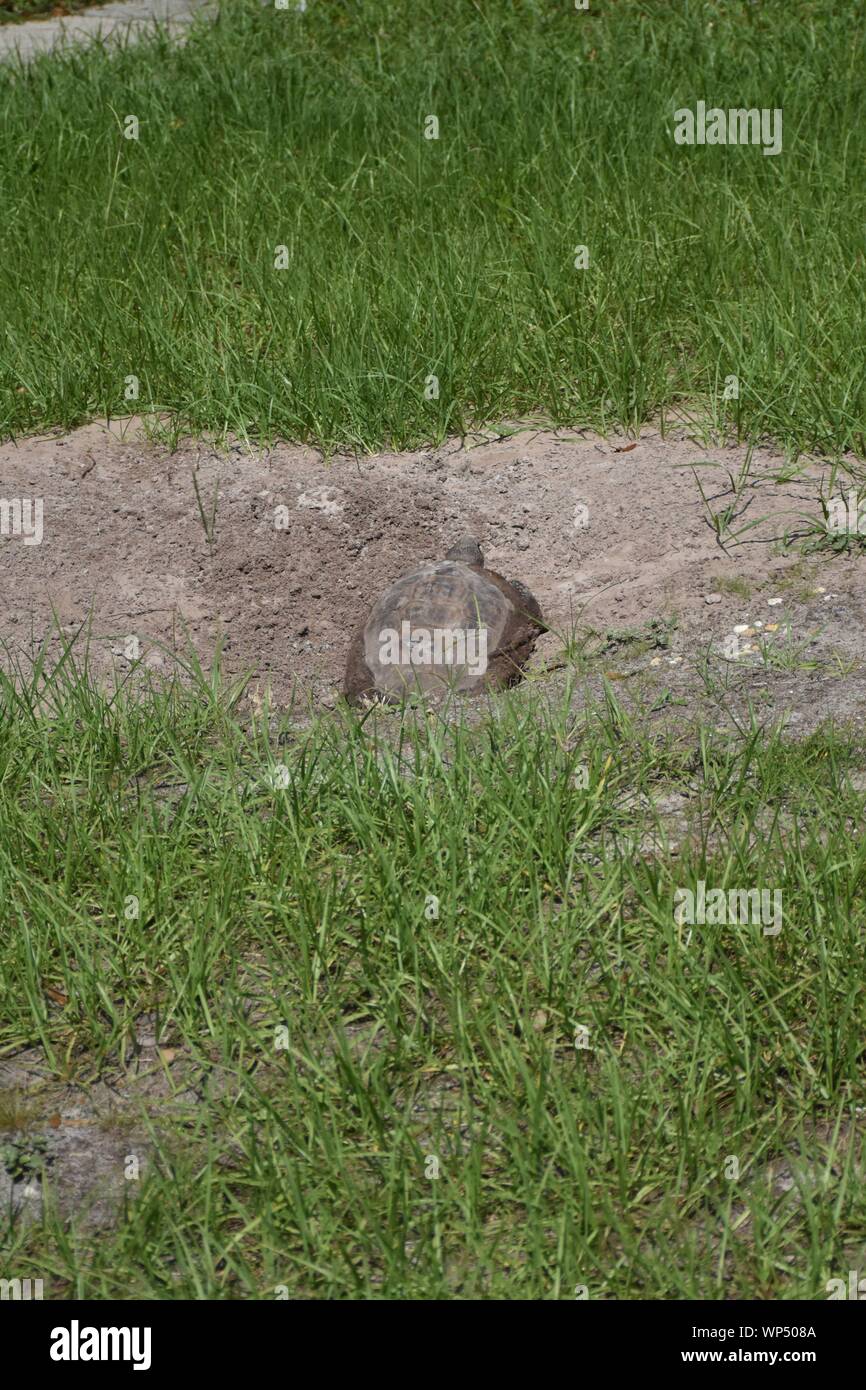 This wildlife photo of a Wild Gopher Tortoise was taken after it moved ...