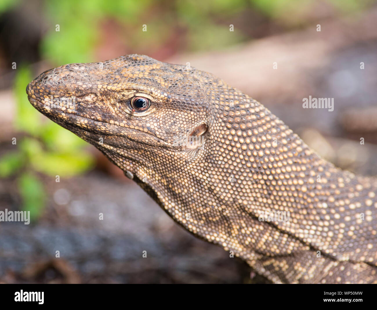 Clouded monitor lizard thailand hi-res stock photography and images - Alamy