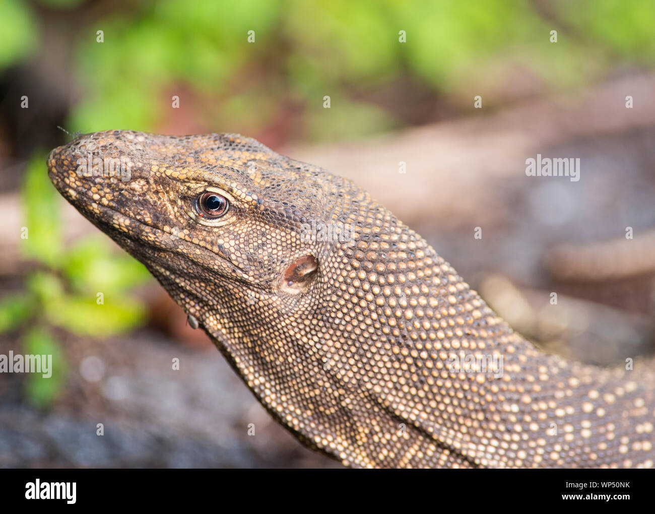 Clouded monitor varanus nebulosus lizard hi-res stock photography and ...