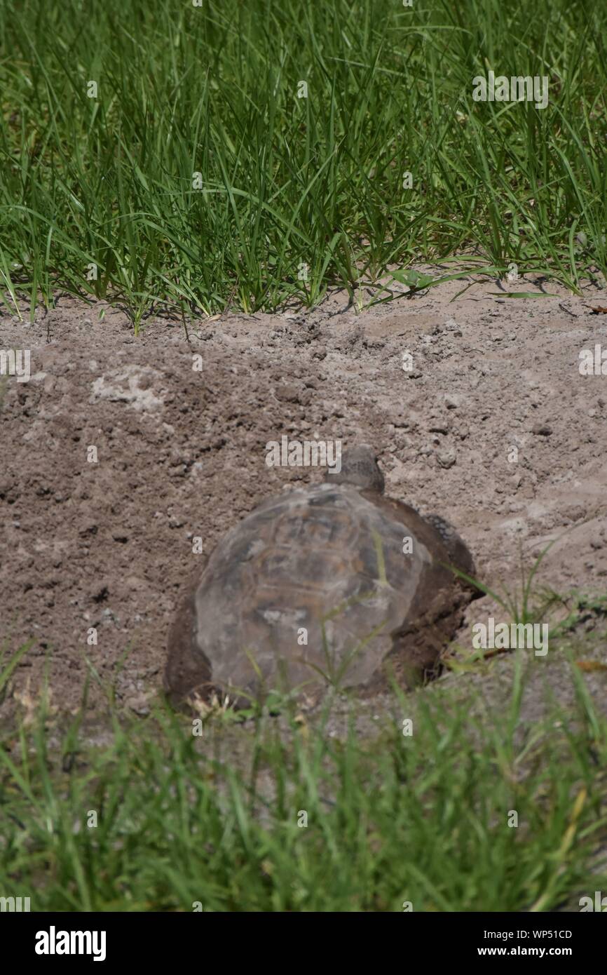 This wildlife photo of a Wild Gopher Tortoise was taken after it moved ...