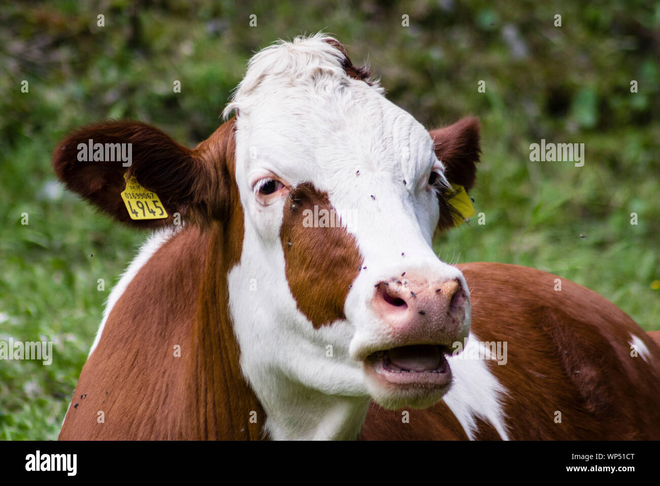 Cow that smiling Stock Photo - Alamy
