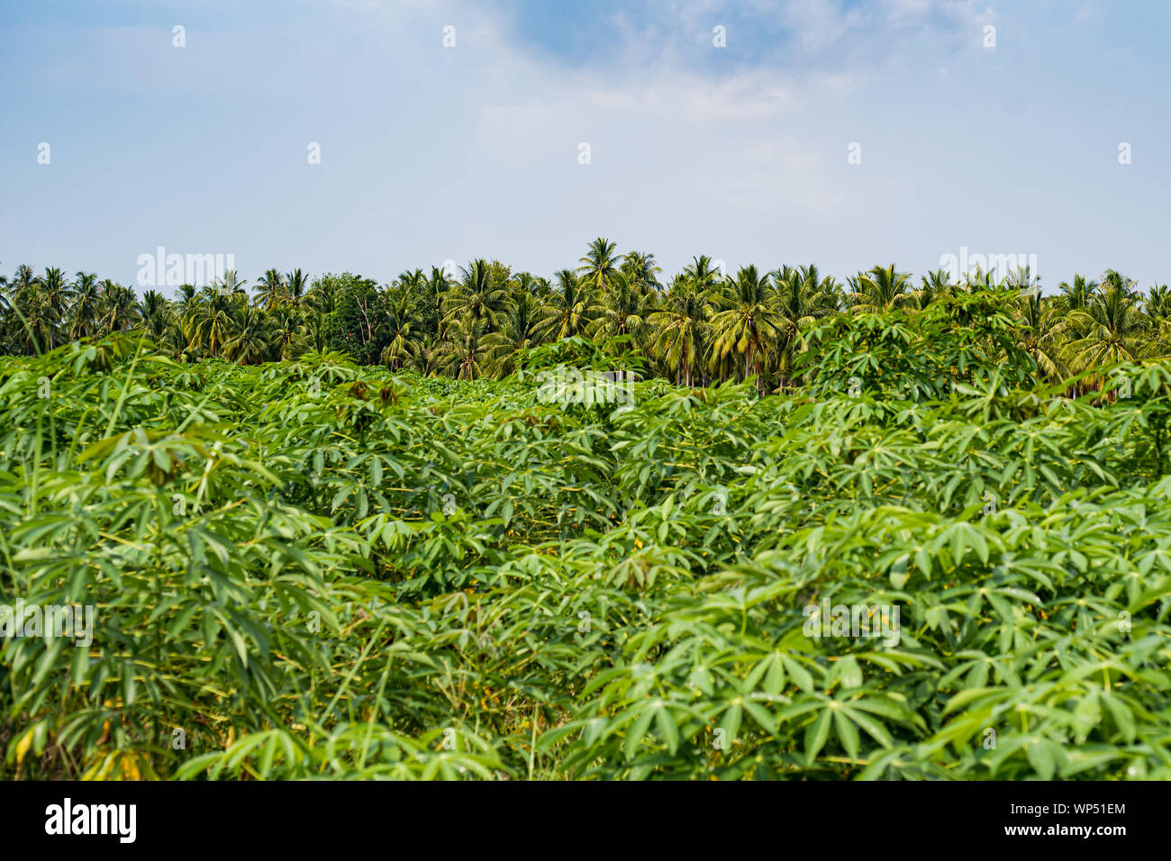 Palm grove. Tropical country. Landscape. mountain islands on the ...
