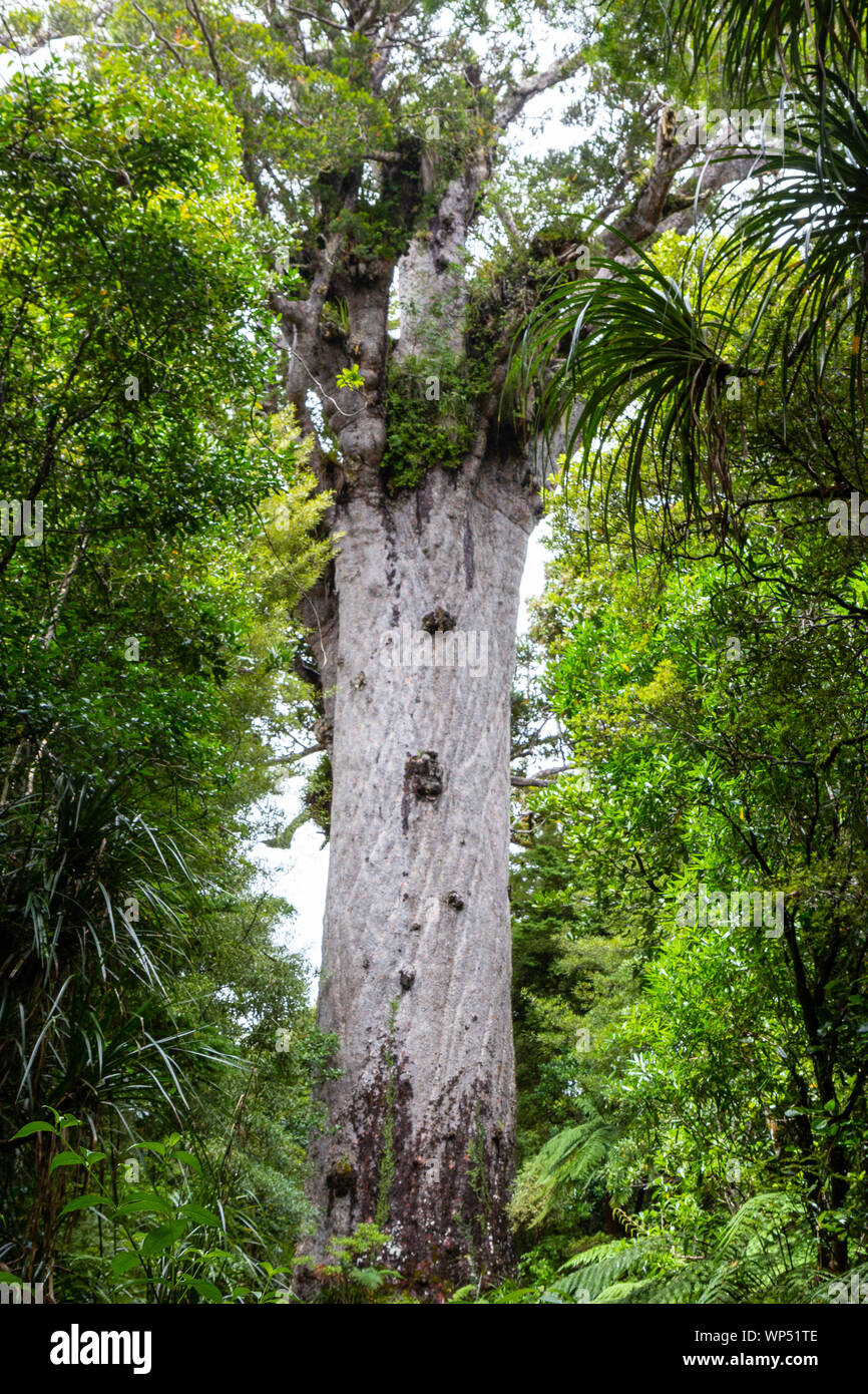 Tane Mahuta, also called Lord of the Forest, is a giant kauri tree in ...