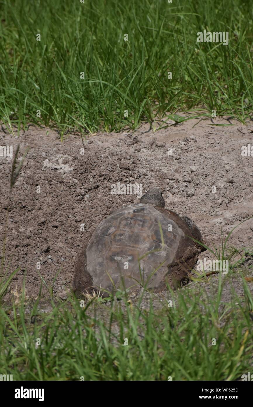 This wildlife photo of a Wild Gopher Tortoise was taken after it moved ...