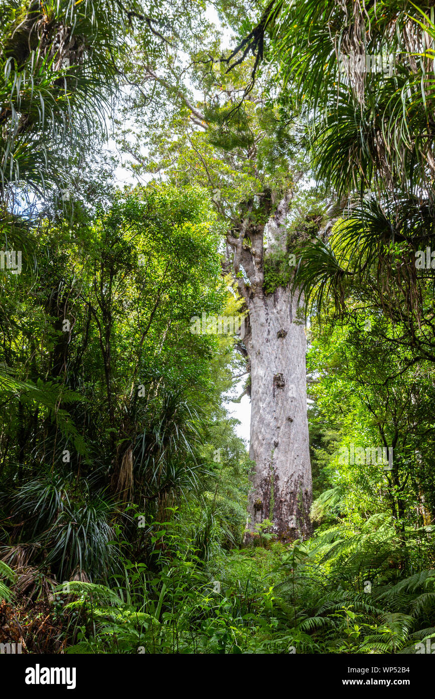 Tane Mahuta, also called Lord of the Forest, is a giant kauri tree in ...