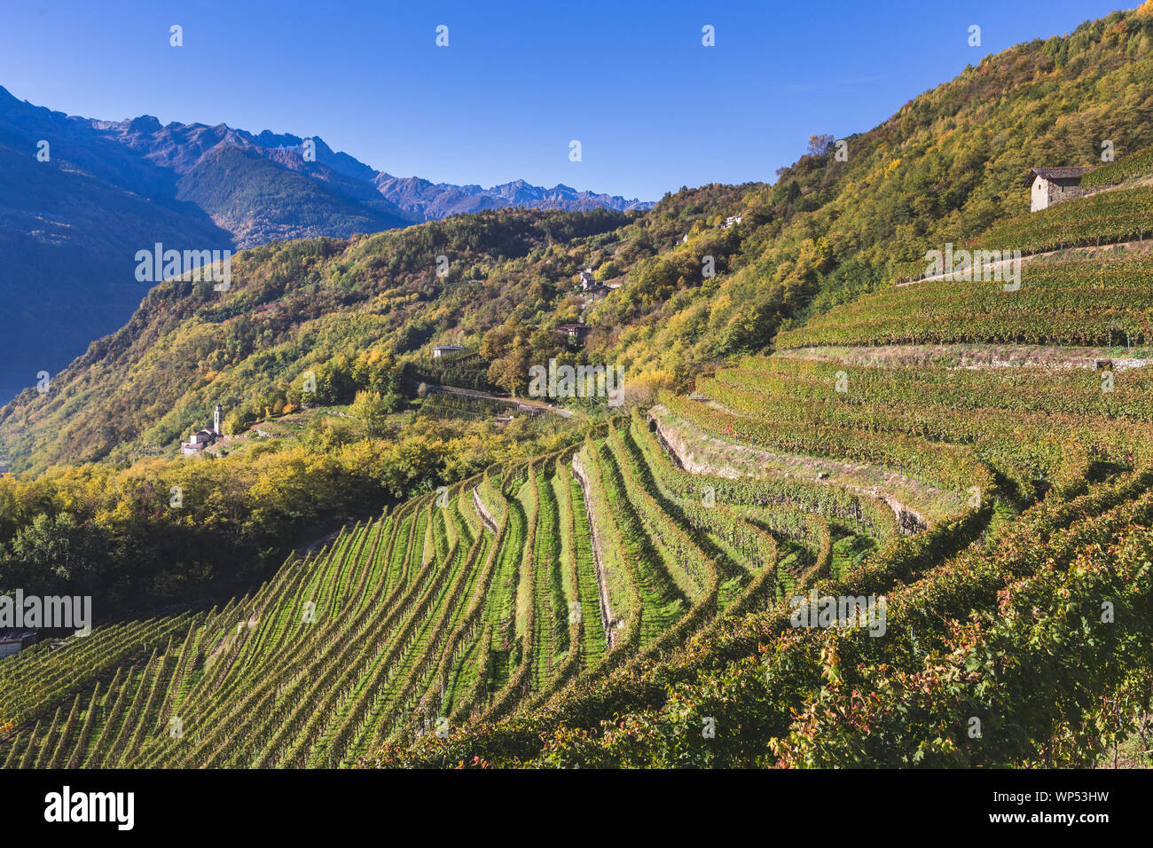 Valtellina vineyard hi-res stock photography and images - Alamy