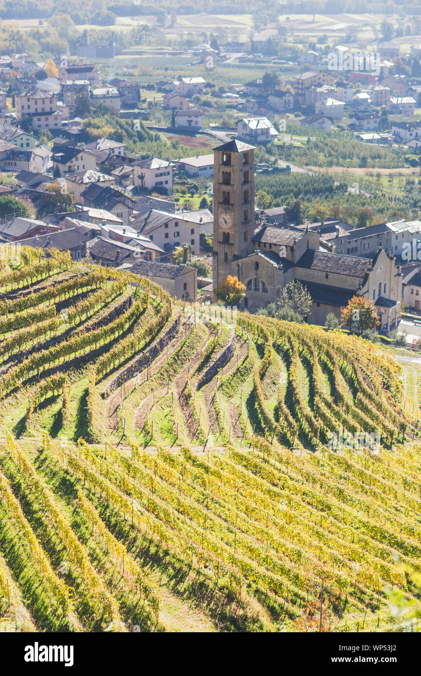 Winery and vineyards, mountain valley. Valtellina. Italian Alps Stock ...