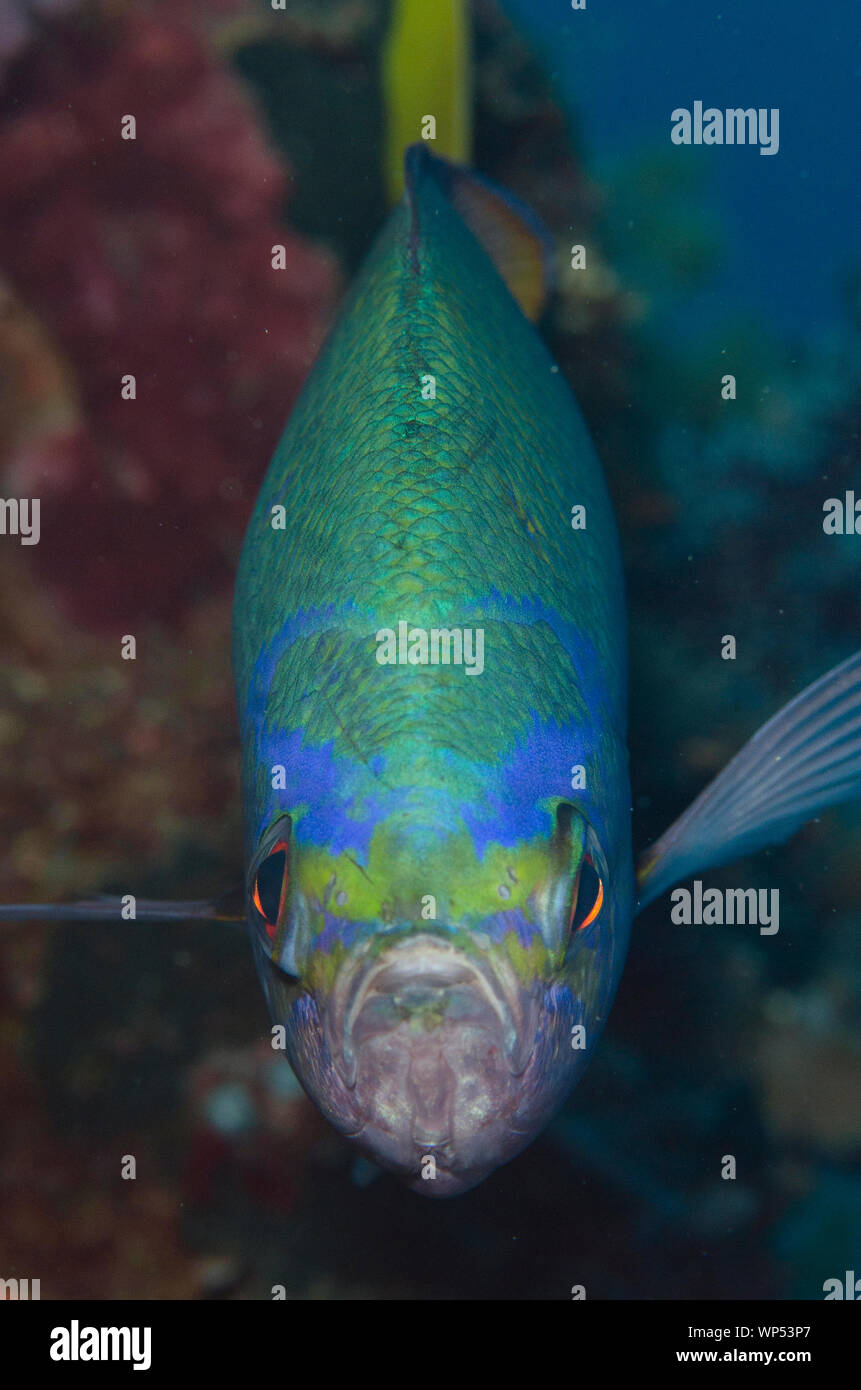 Yellowtail Fusilier, Caesio cuning, Love Potion #9 dive site, Balbulol ...