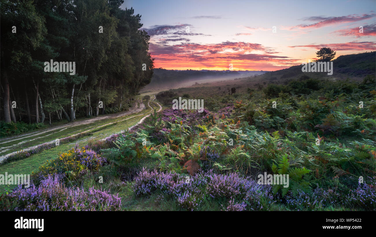 Ashdown forest hi-res stock photography and images - Alamy