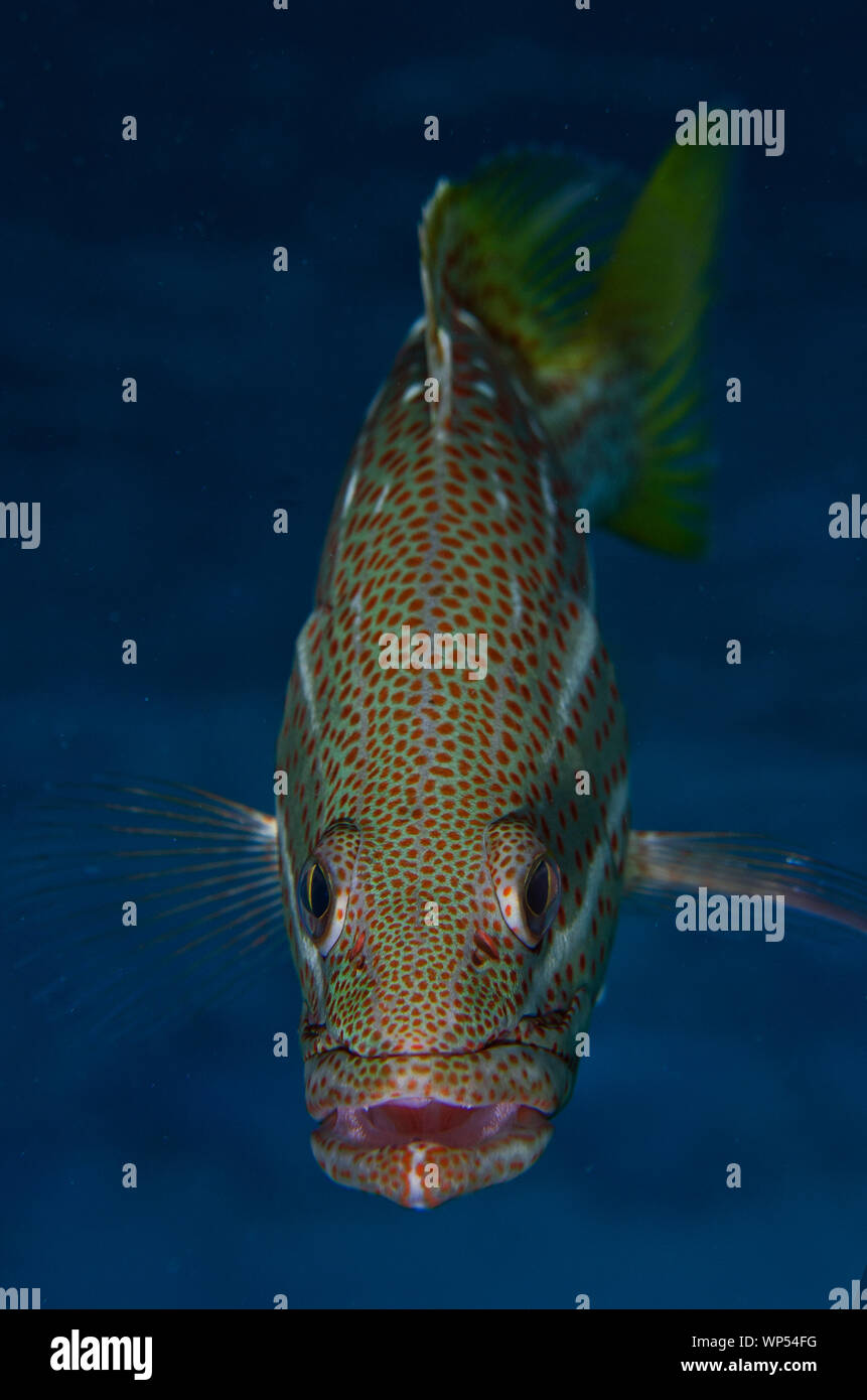 Slender grouper anyperodon leucogrammicus hi-res stock photography and ...