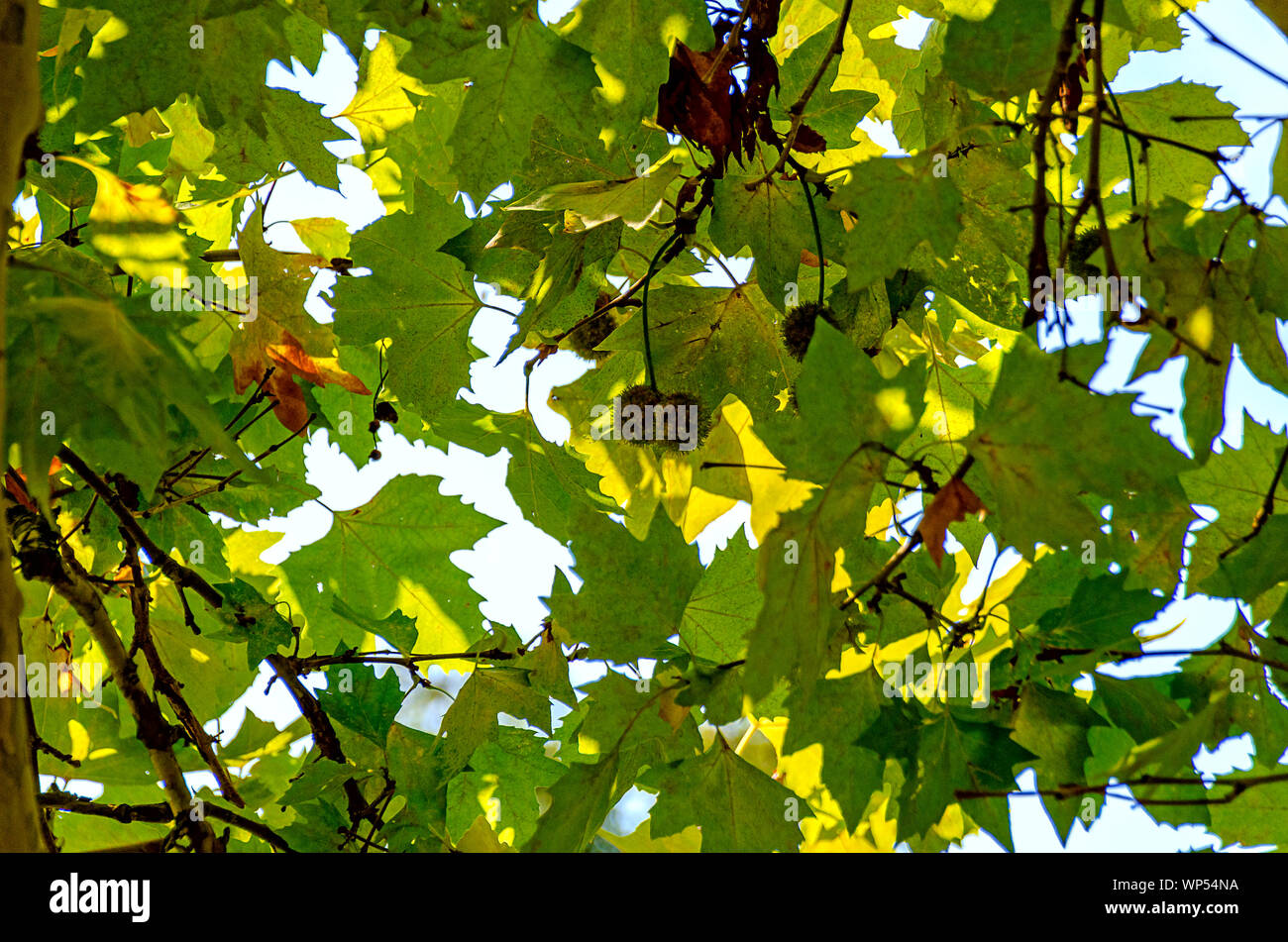 leaves and fruits of a plane tree Stock Photo - Alamy