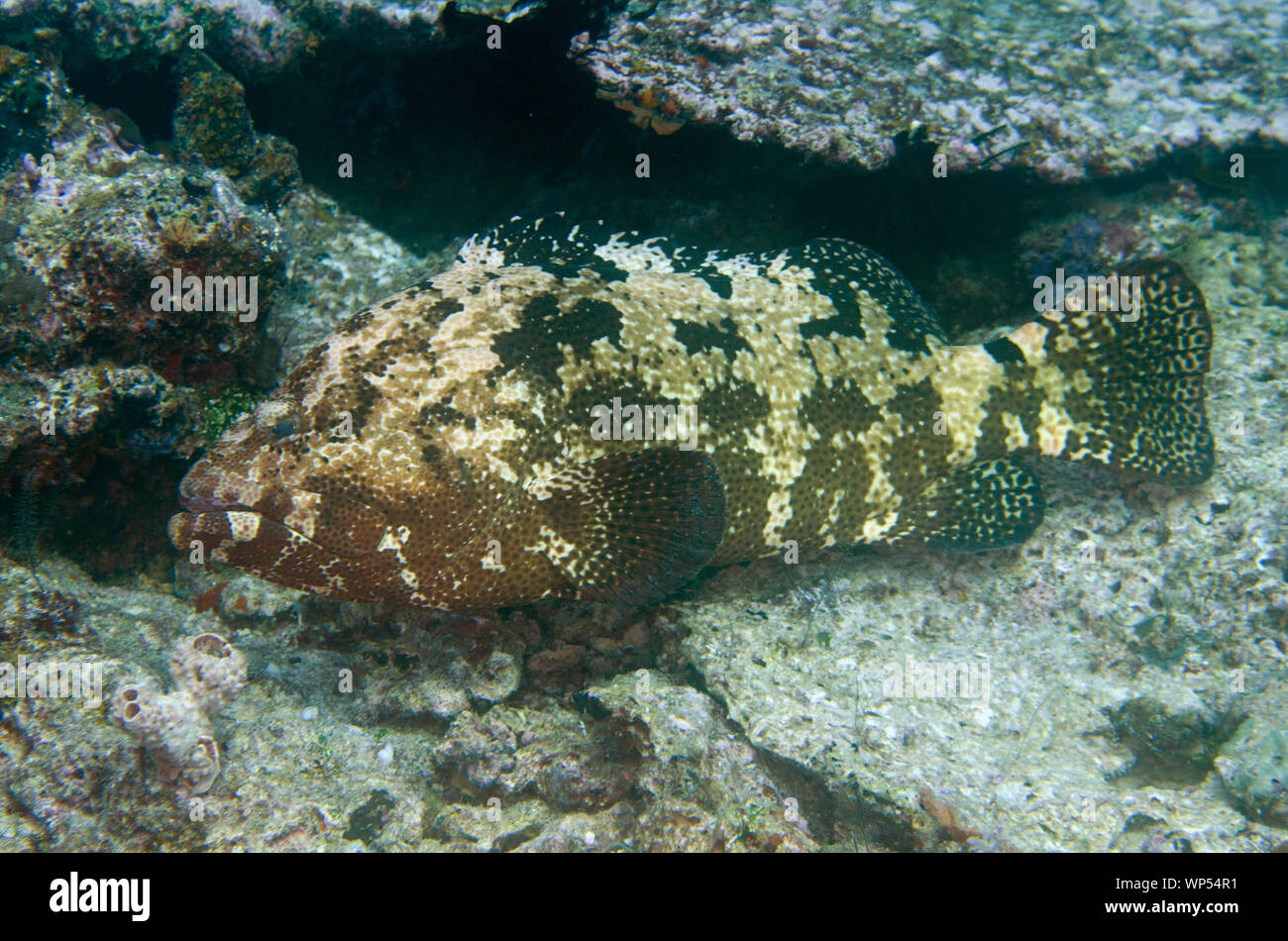 Brown-Marbled Grouper, Epinephelus fuscoguttatus, Blue Magic dive site ...