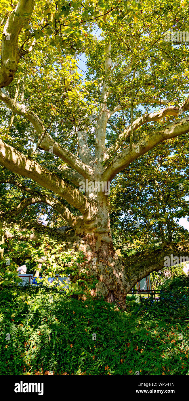 trunk and crown of a mighty old plane tree Stock Photo - Alamy