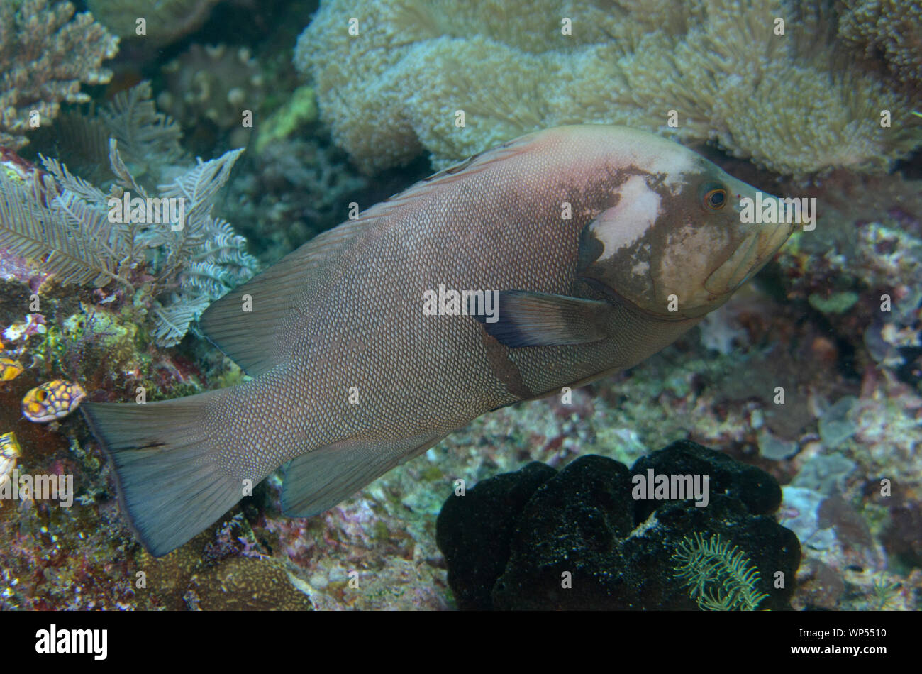 Redmouth Grouper, Aethaloperca rogaa, Blue Magic dive site, Mioskon ...