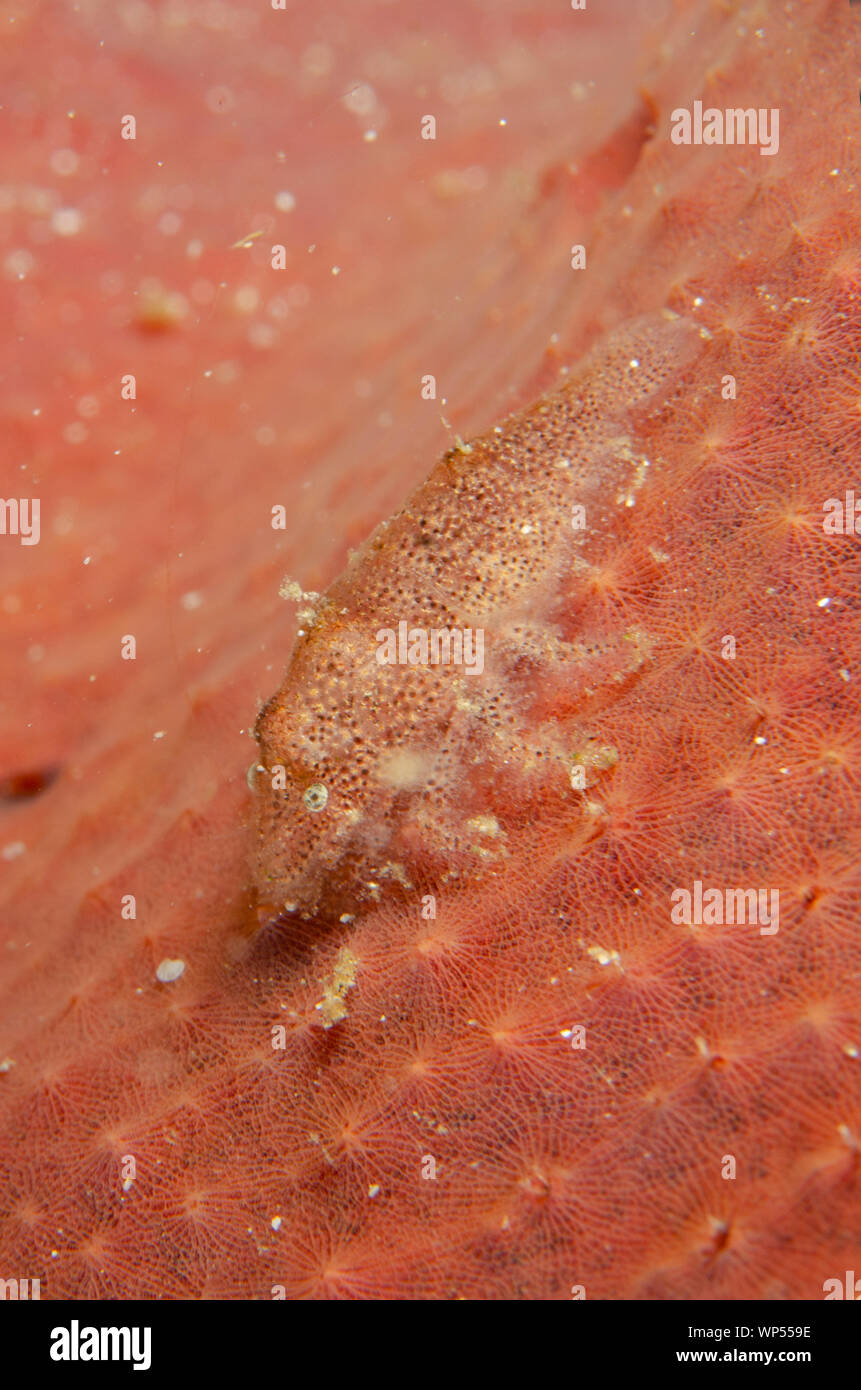Cryptic Sponge Shrimp, Gelastocaris paronae, on sponge, Sapokreng dive ...