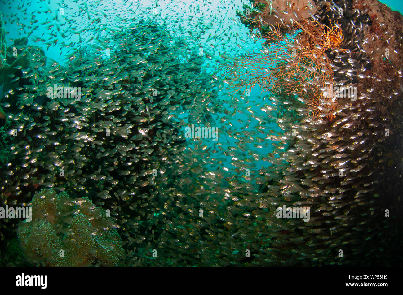 School of Sweepers, Parapriacanthus sp, around coral, Mioskon dive site ...