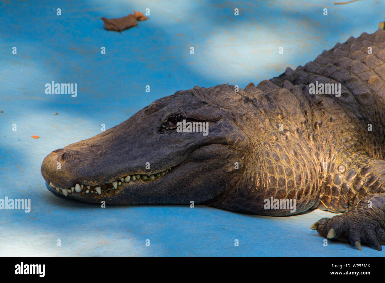 The American alligator named Muja is considered the oldest living ...