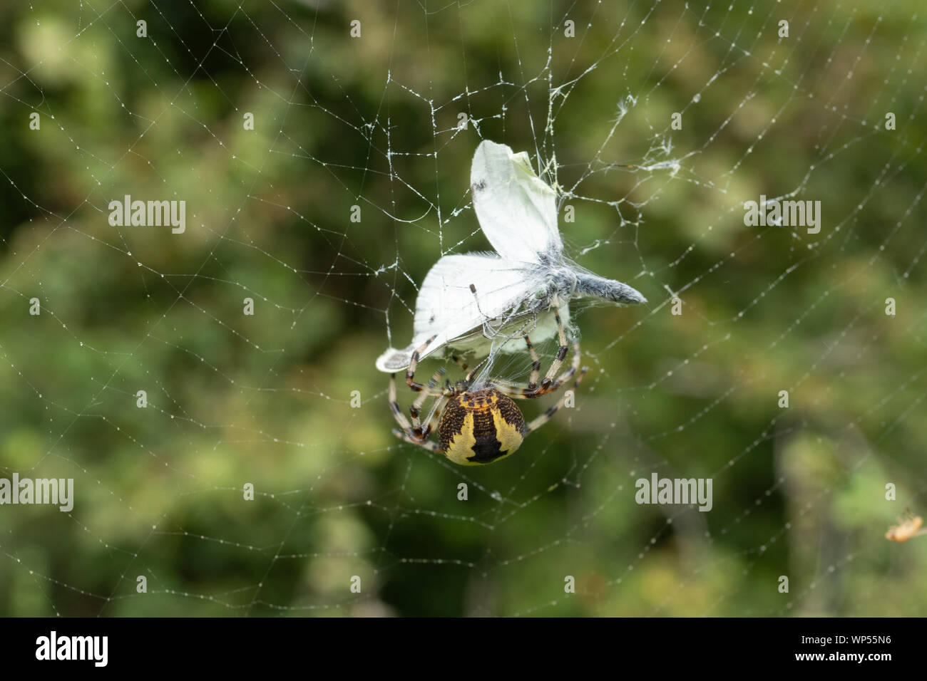 Small butterfly trapped on spider web hi-res stock photography and ...