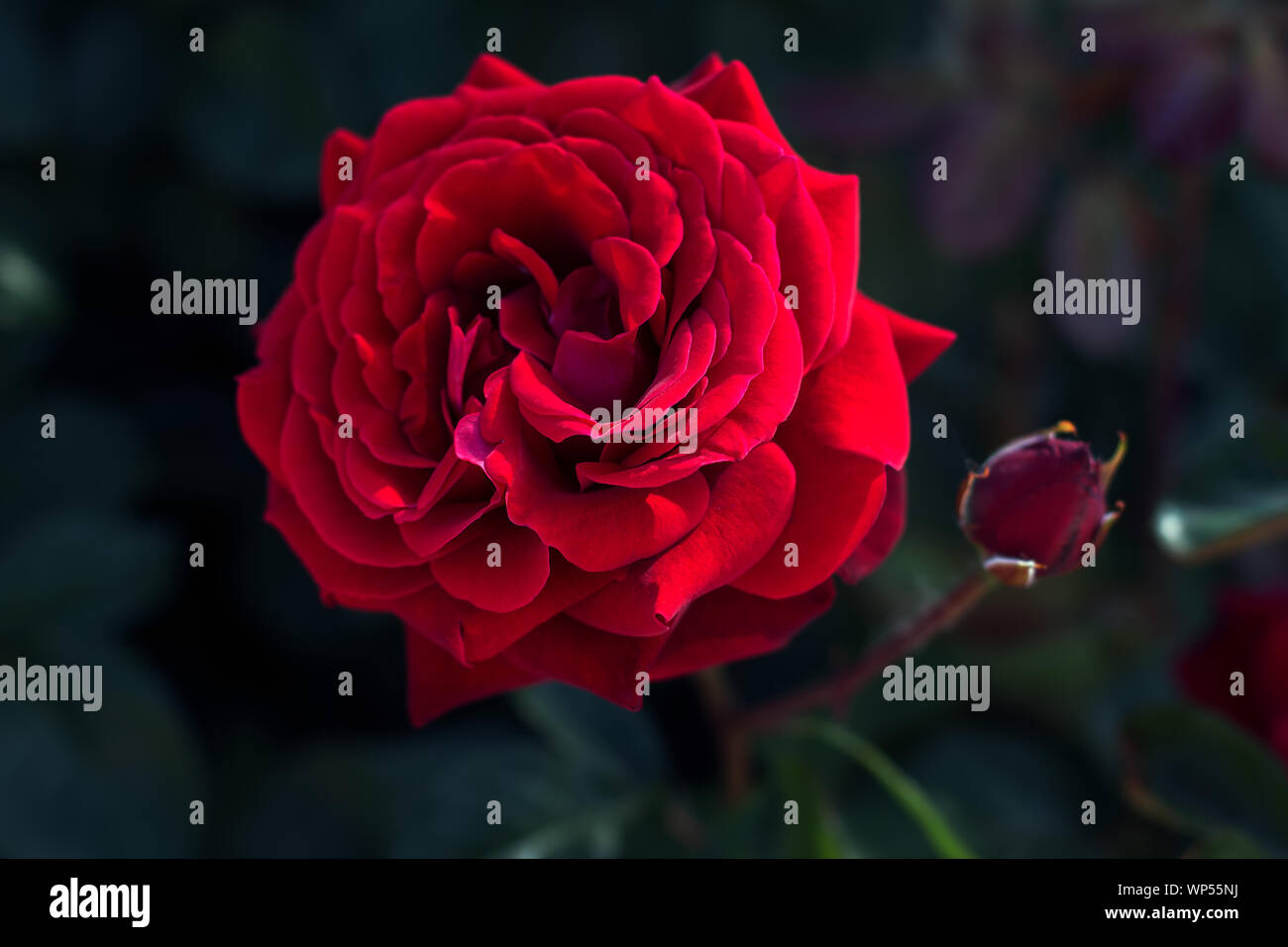 close up image of red rose in the garden Stock Photo - Alamy