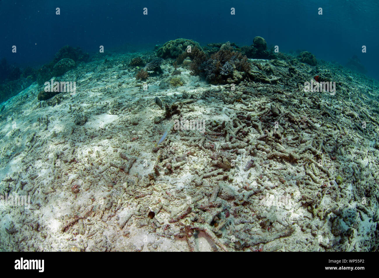 Damaged coral, Mioskon dive site, Dampier Strait, Raja Ampat, West ...