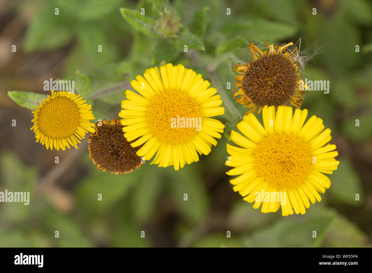 Common fleabane wildflowers (Pulicaria dysenterica) - yellow flowers in ...