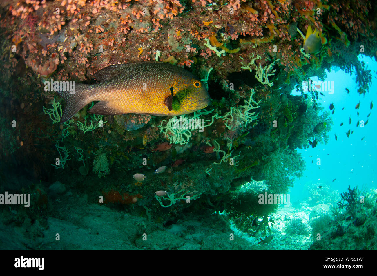 Midnight Snapper, Macolor macularis, in cave, Mioskon dive site ...