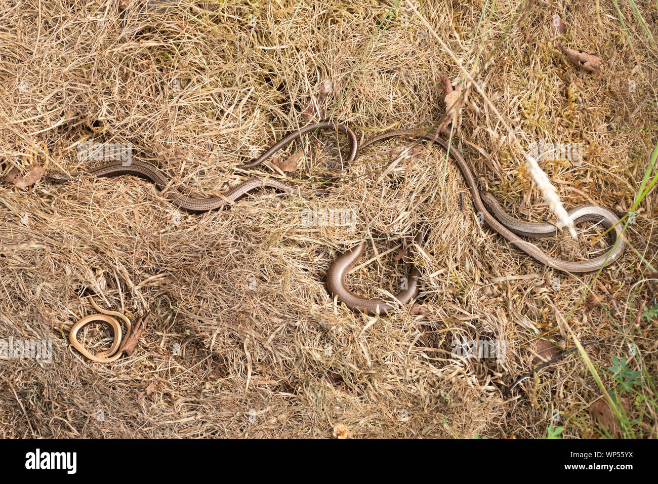 Several slow worms (Anguis fragilis), UK Stock Photo - Alamy