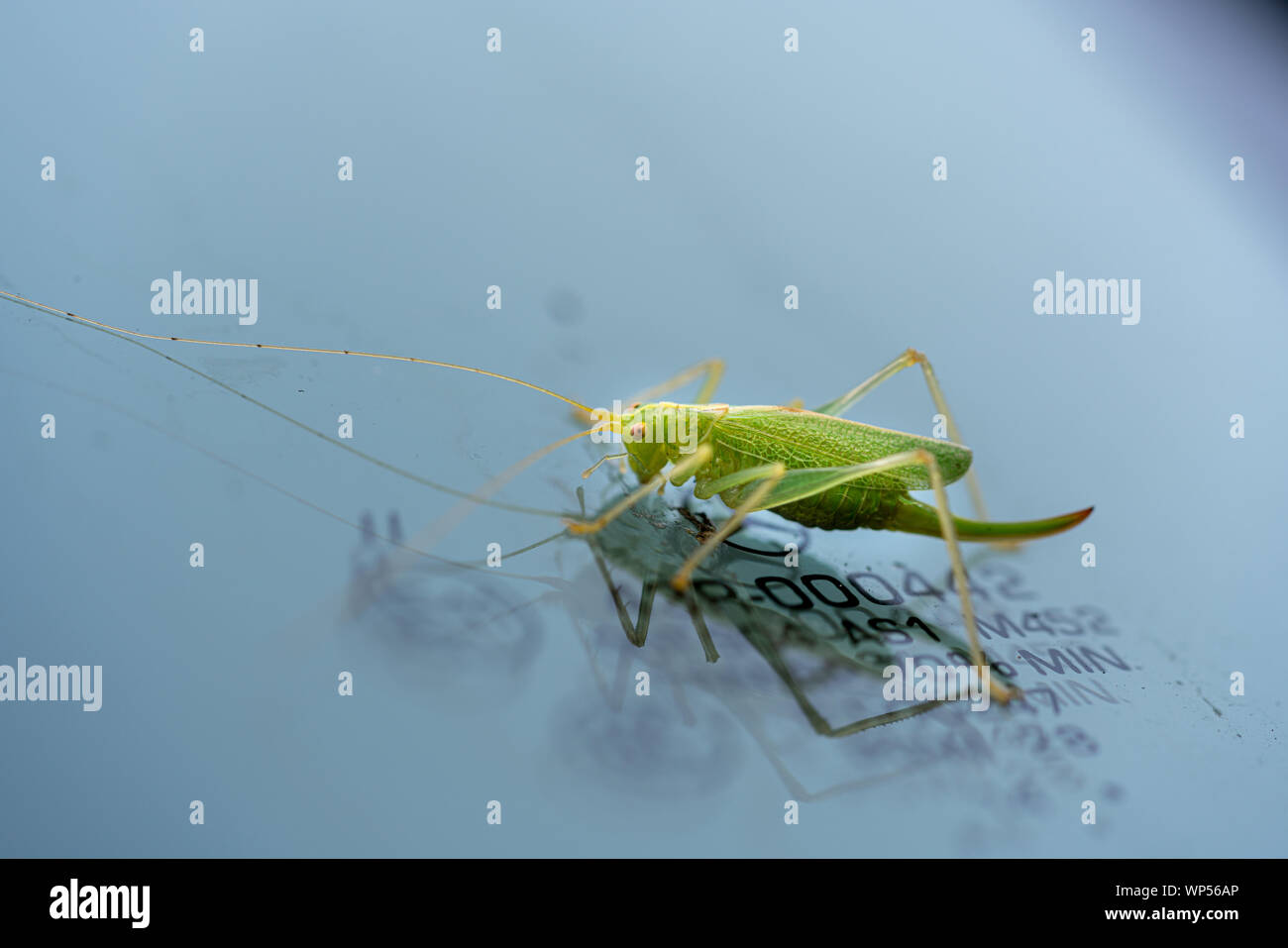 a green grasshopper is on a windshield and eats the remains of insects ...