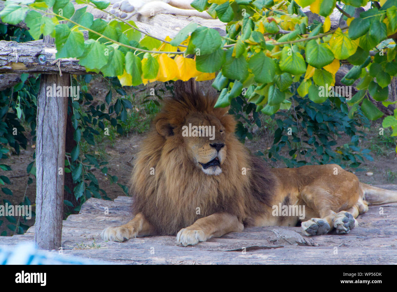The lion king of animals rests in the shade at his place of residence ...