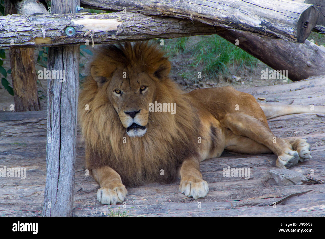 The lion king of animals rests in the shade at his place of residence ...